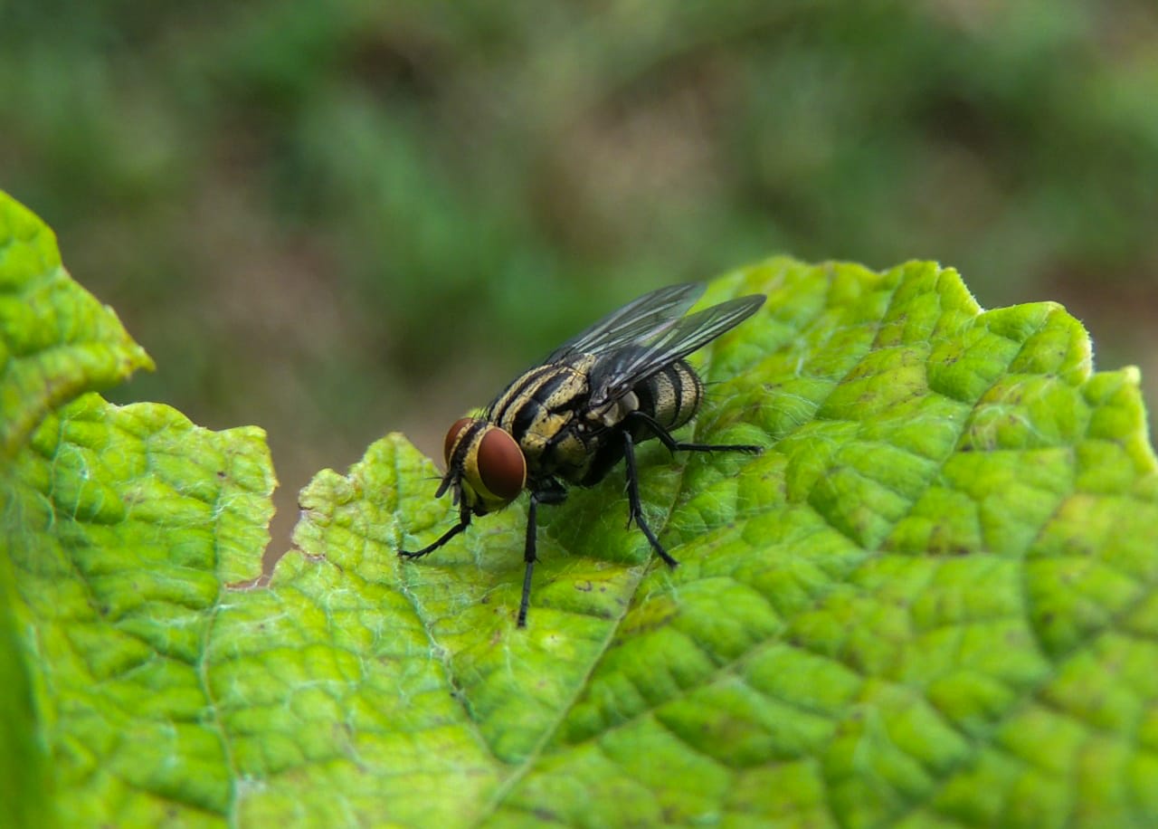 Estudiantes captan asombrosas imágenes de insectos para un curso de ...