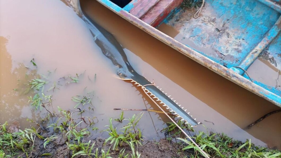 Después de siete años de trabajo, logran localizar un pez sierra en Costa Rica